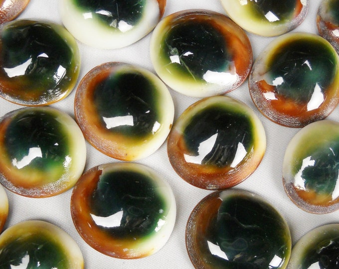 Multipack 1"+ Cat's Eye Shell Shiva Trapdoor Operculum Spiral Green ...