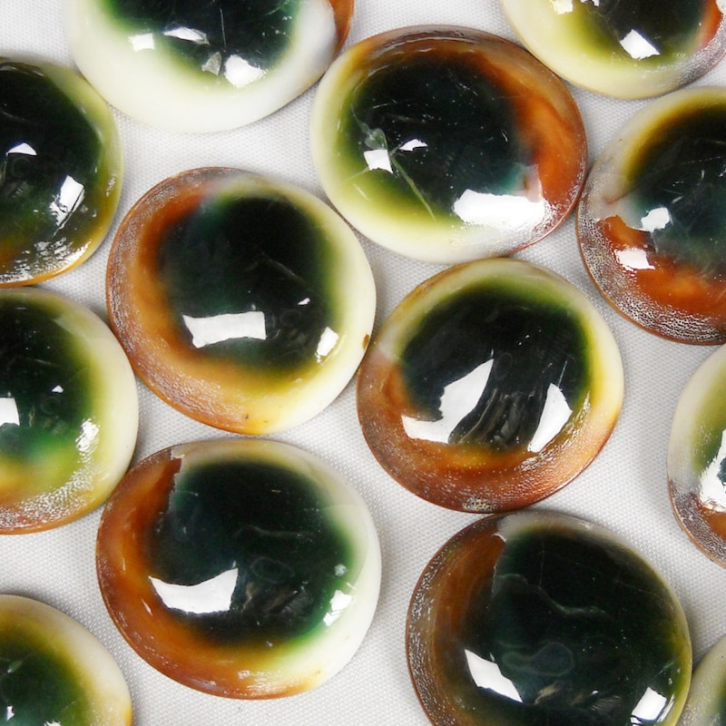 Operculum Shell - Etsy