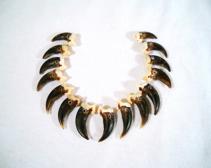 Multipack Coyote Claws DRILLED Real Bone Taxidermy Genuine Bones ...