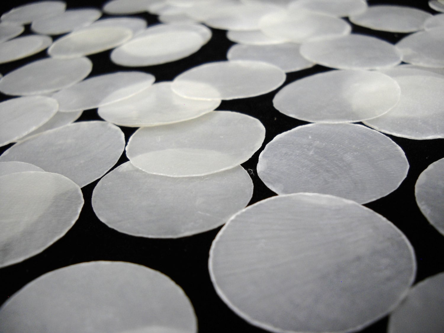 Multipack 2 Capiz shell round flat seashell ocean beach | Etsy