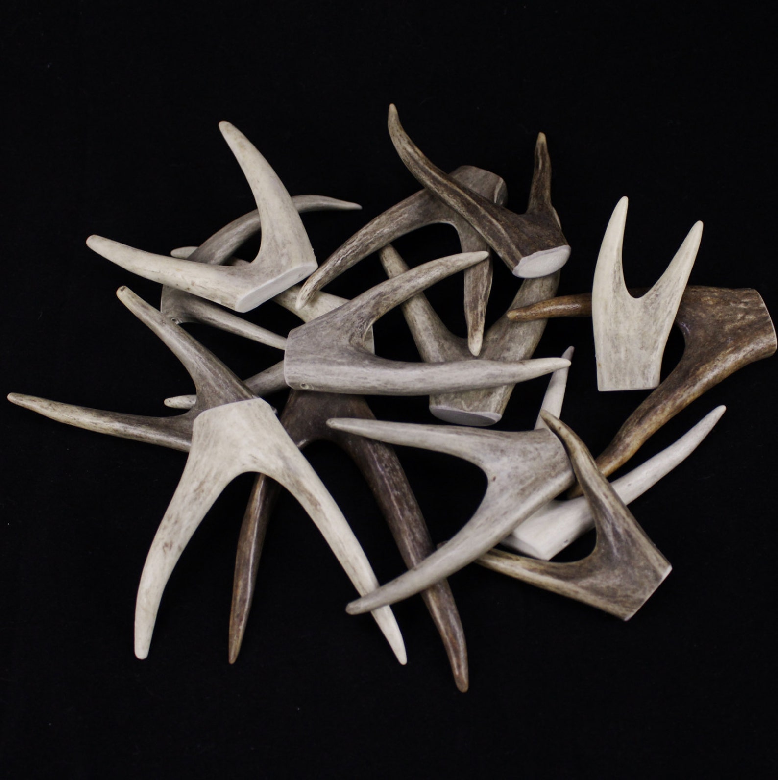 Multipack 3-5" DRILLED Antler Forks Real Deer Bone Taxidermy Pendant ...