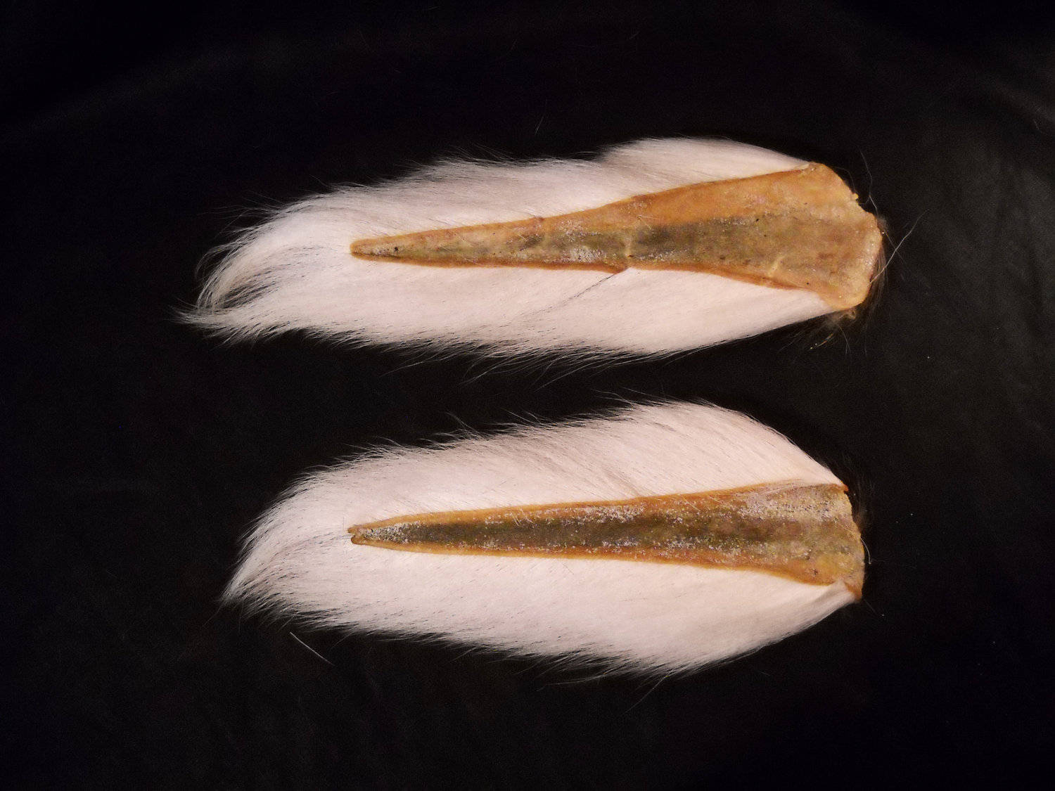 One 8-13 real Deer tail preserved with grommet and ball | Etsy