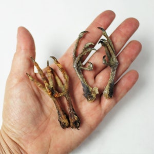 2-3" Pigeon Bird Leg Pairs Set of 2 Legs Taxidermy, Talons, Claws, and ...
