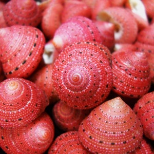 Multipack 3/4" Strawberry Top Shells Seashell Ocean Beach Nautical ...
