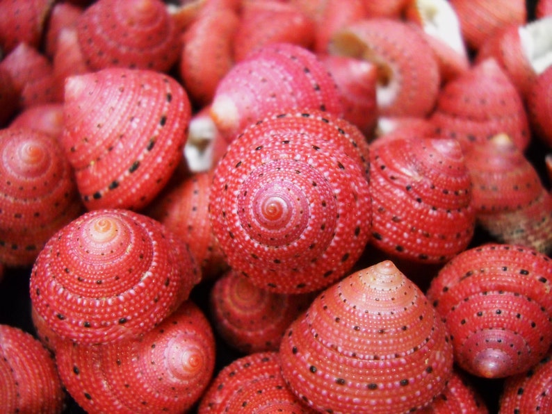 Multipack 3/4" Strawberry Top Shells Seashell Ocean Beach Nautical ...