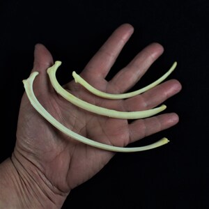 Multipack 3-6" Coyote Rib Bones Real Bone Taxidermy WHOLE Ribs - Etsy