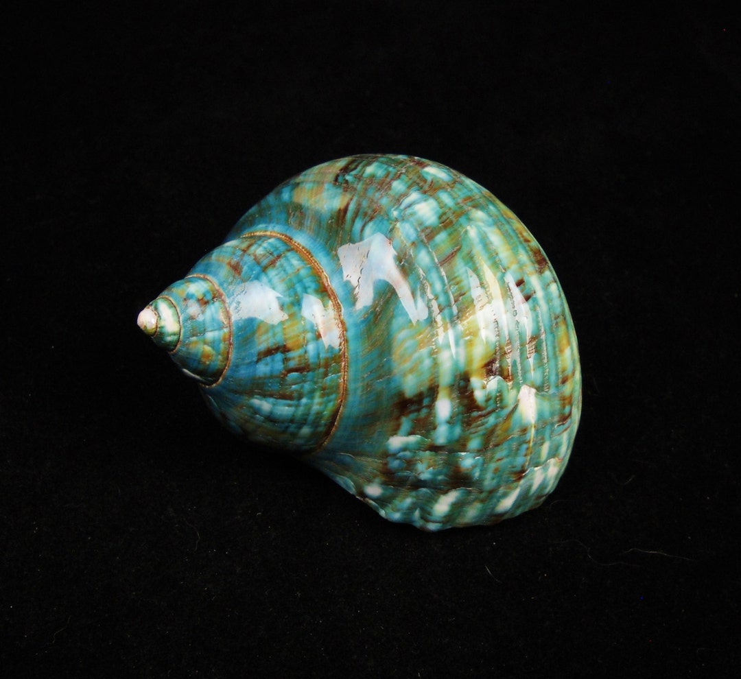 3.5"-4" Turbo Shell Polished Jade Green Seashell Mouth Opening Sizes ...