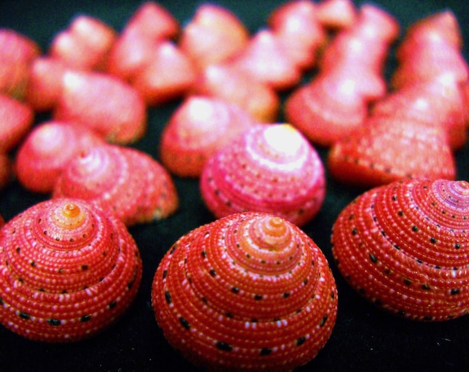 Multipack 3/4" Strawberry Top Shells Seashell Ocean Beach Nautical ...