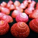 Multipack 3/4" Strawberry Top Shells Seashell Ocean Beach Nautical ...