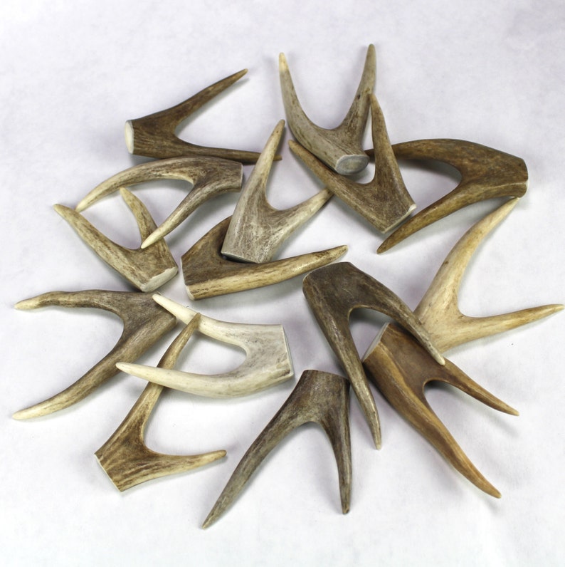 Multipack 3-5 WHOLE Antler Forks Real Deer Bone - Etsy