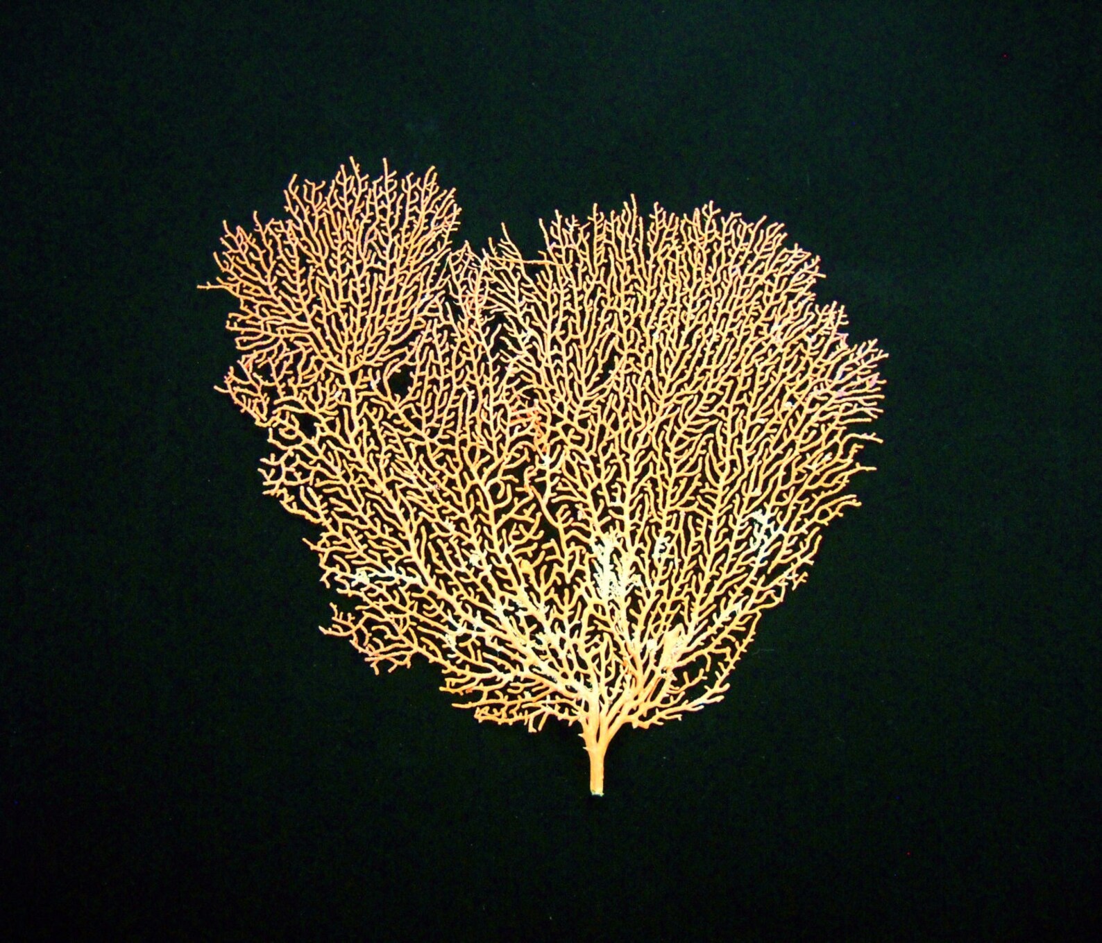 10-15" Red Sea Fan Natural Orange Sea Life Ocean Beach Nautical Theme ...