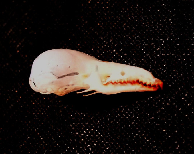 Masked Shrew Tiny Skull Real Bone Animal Skull Taxidermy Bones Teeth ...