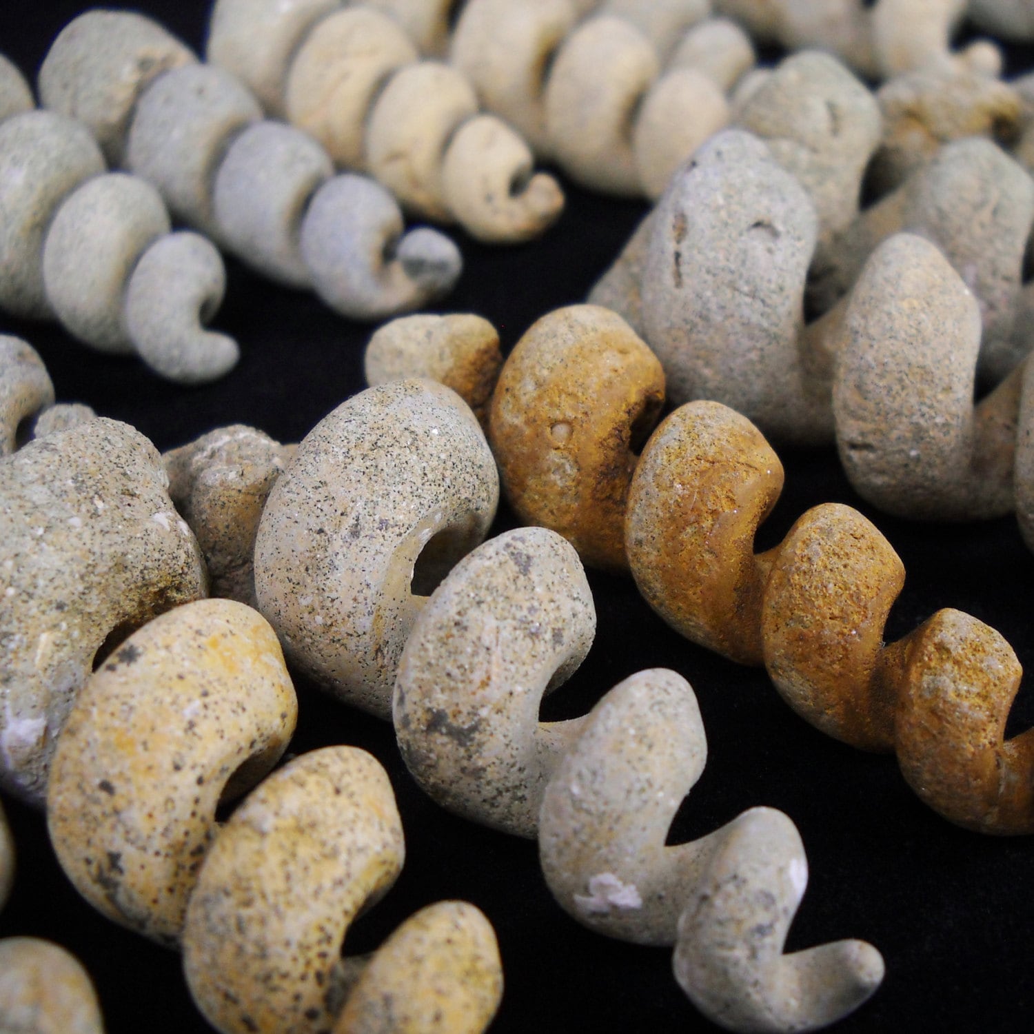 Multipack 1.5"-3" Fossil Turritella Shell Castings Sandstone - Etsy