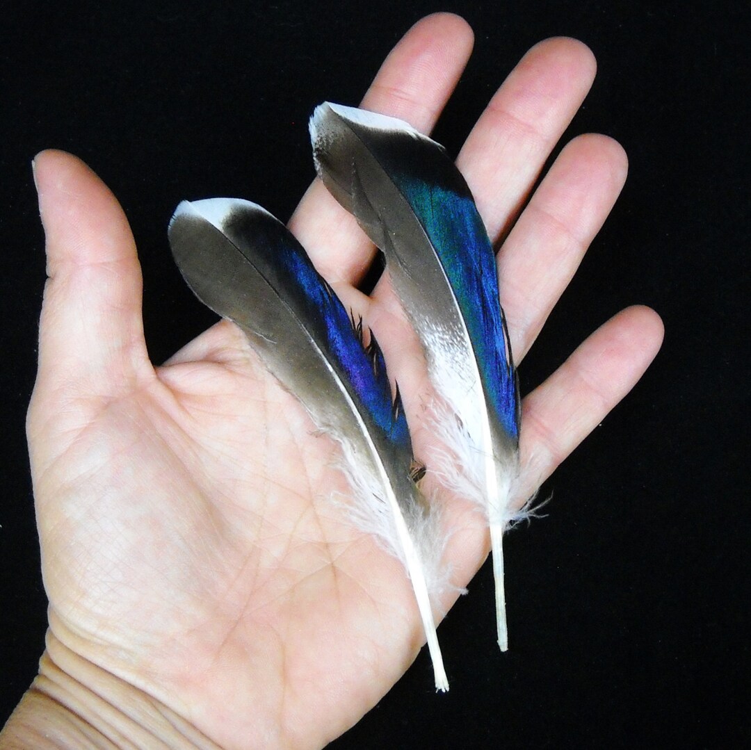Multipack 4"-6" Duck Feathers Iridescent Blue Green Mallard Plumes ...