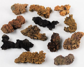 3"-4" Dinosaur Poop Petrified Coprolite Natural Fossil Rock Stone ...