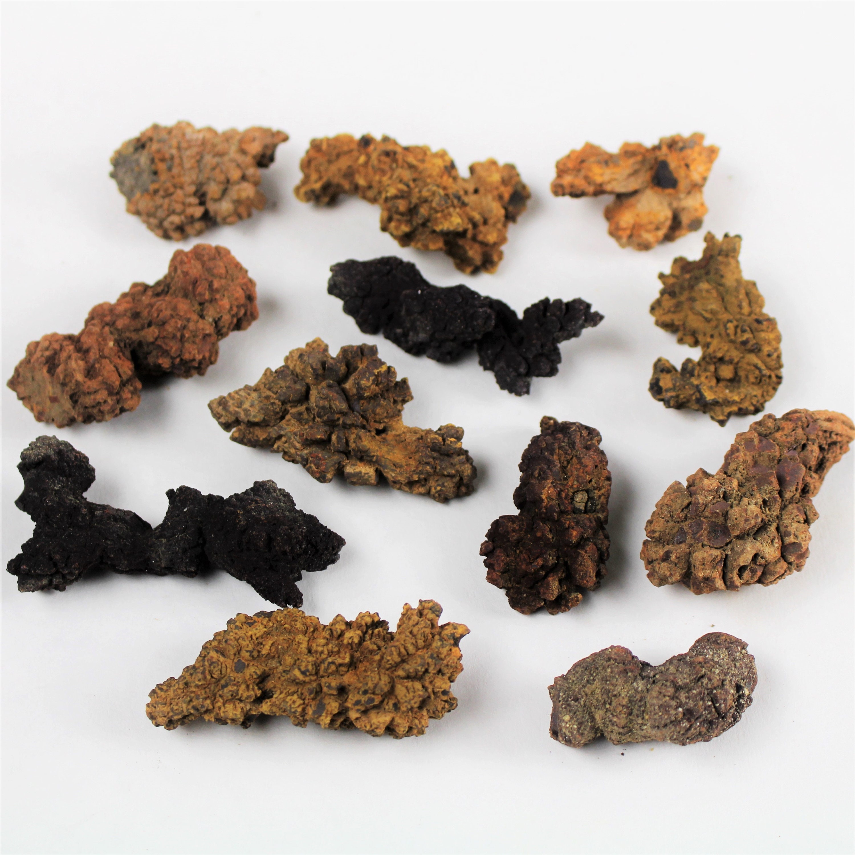 Fossilized Dinosaur Dung