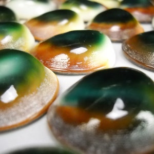 Multipack 1"+ Cat's Eye Shell Shiva Trapdoor Operculum Spiral Green ...