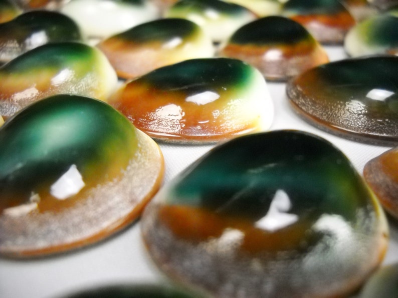 Multipack 1"+ Cat's Eye Shell Shiva Trapdoor Operculum Spiral Green ...