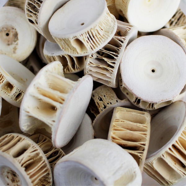 Shark Vertebrae - Etsy