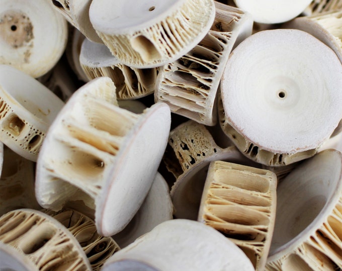 Multipack 1 Shark Vertebrae Xxl Real Bone Taxidermy Fish Skeleton ...