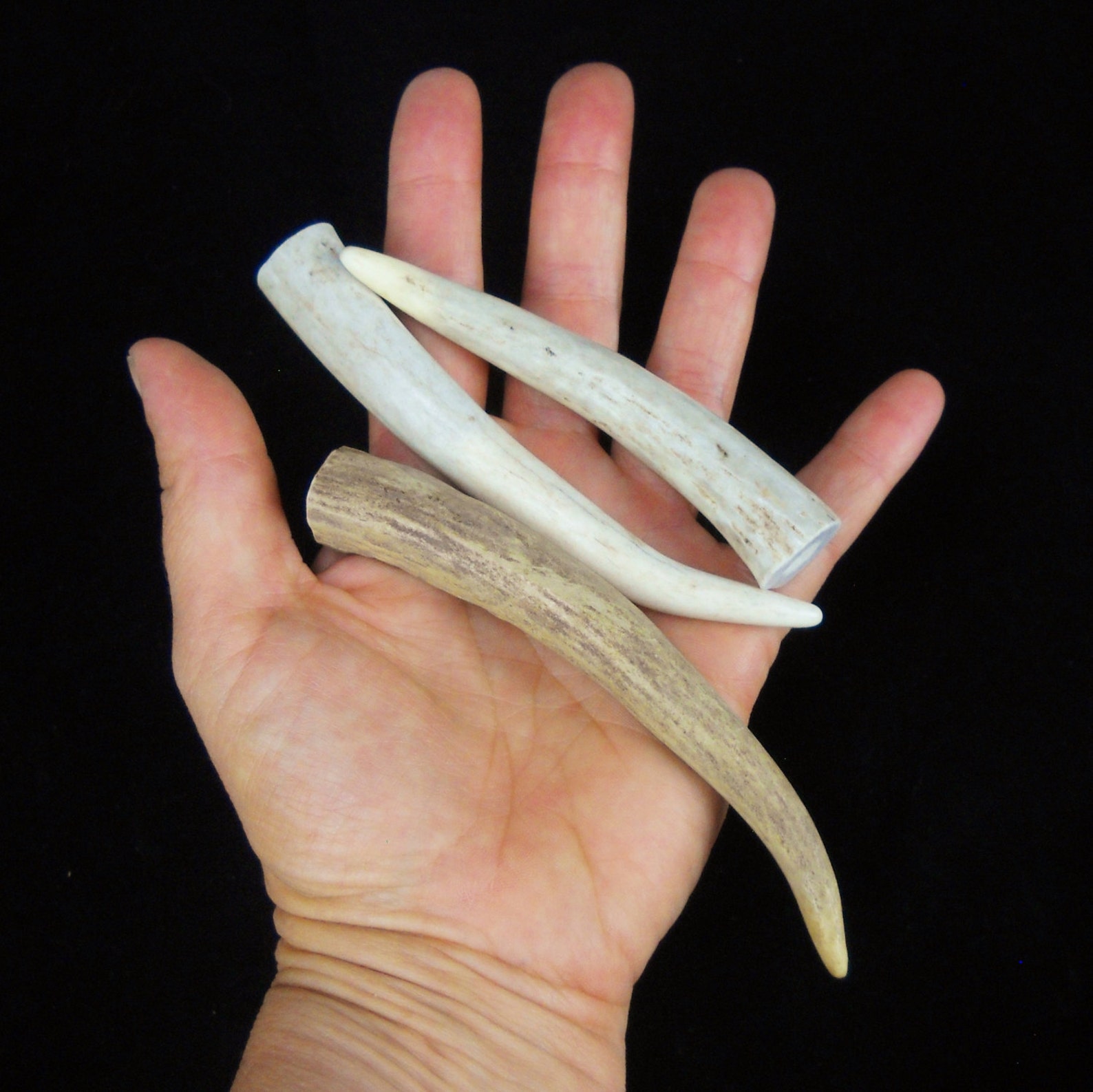 Multipack 4-5.5" Antler Tips Real Deer Bone Taxidermy Pendant Necklace ...