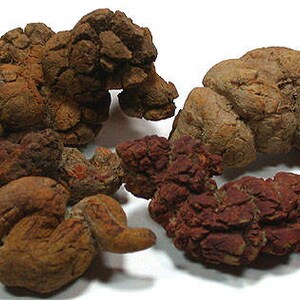 3"-4" Dinosaur Poop Petrified Coprolite Natural Fossil Rock Stone ...
