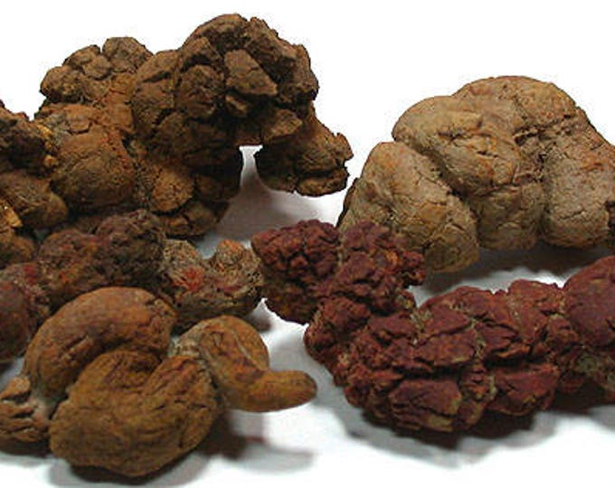 3"-4" Dinosaur Poop Petrified Coprolite Natural Fossil Rock Stone ...