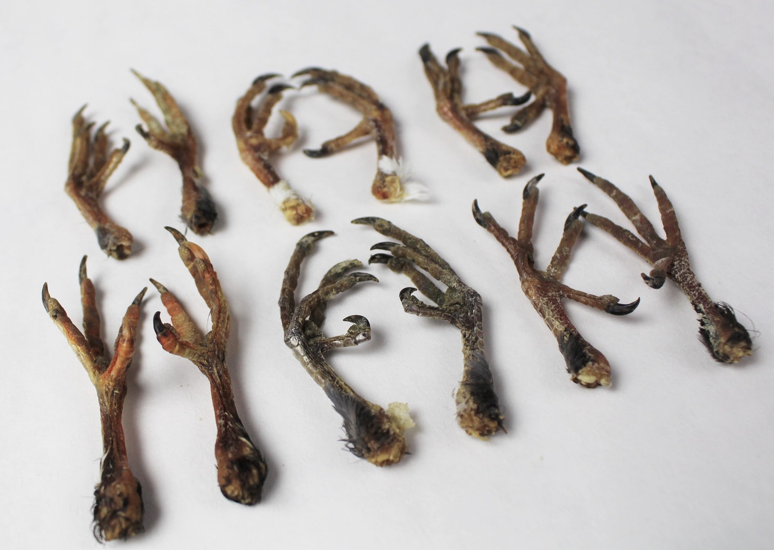 2-3 Pigeon Bird Leg Pairs Set of 2 Legs Taxidermy | Etsy