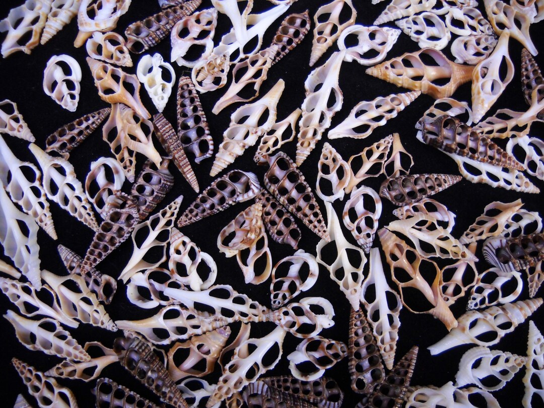 Multipack .51.5 Cut Shells Asst 2-cut Seashell Sliced Ocean Beach ...