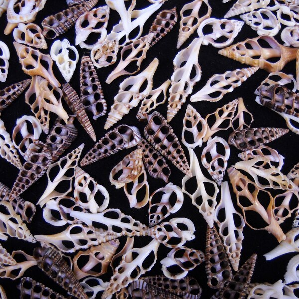 Shells From Hawaii - Etsy