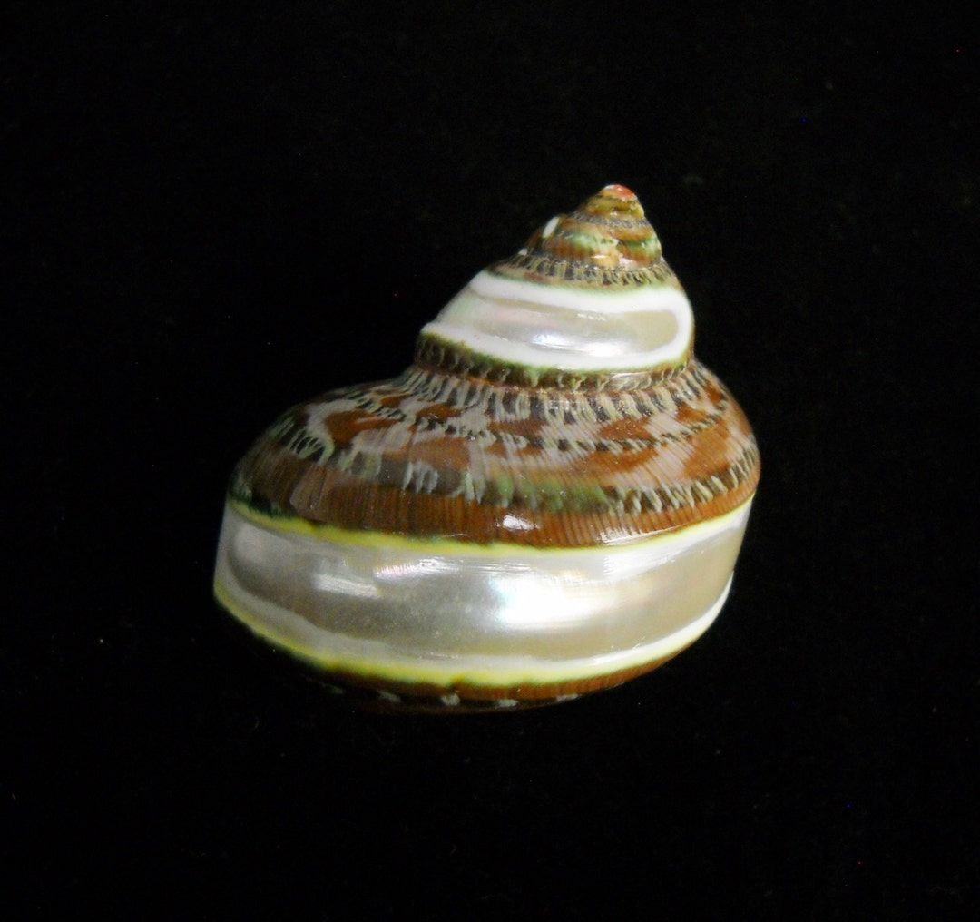 Multipack 2"-2.5" Tapestry Turbo BANDED Shell With Mouth Opening Sizes ...