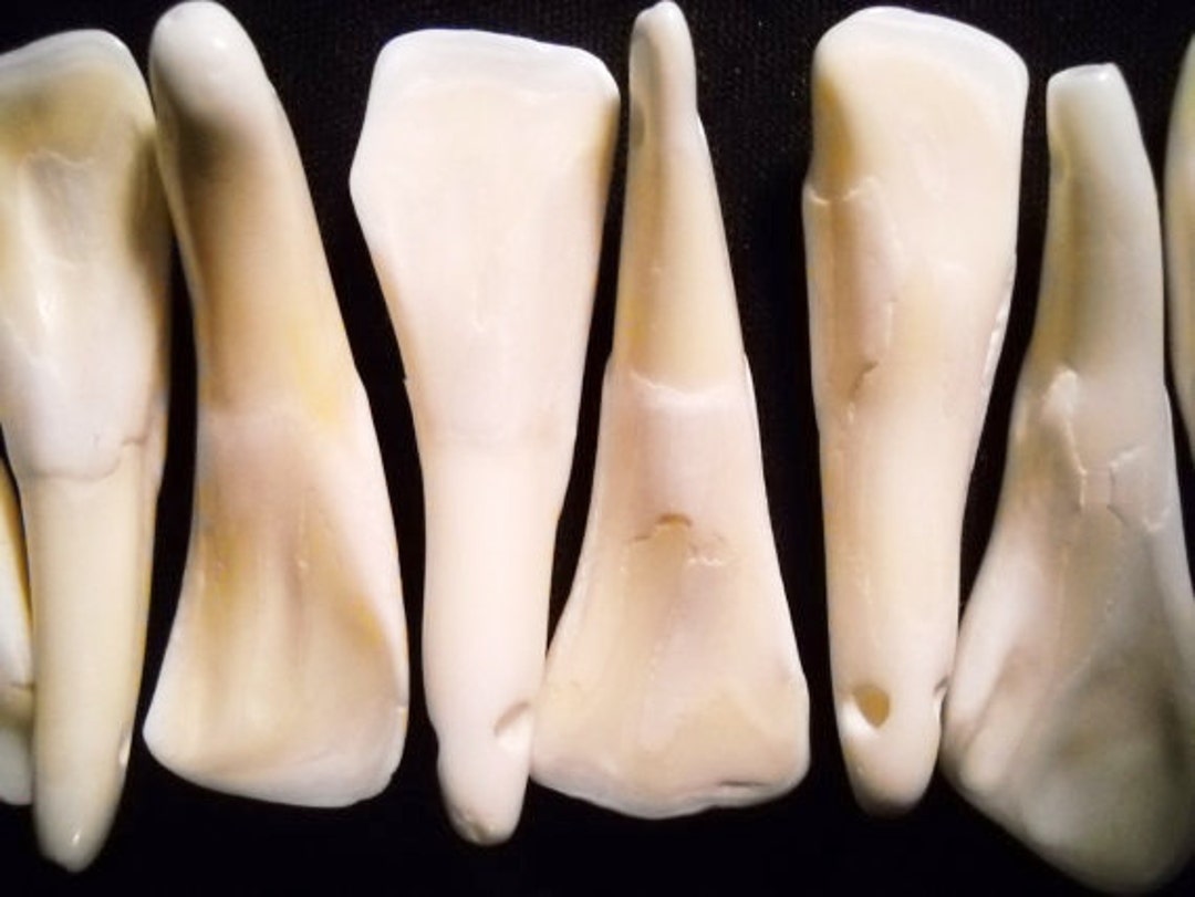 15 Real Bone Water Buffalo Teeth Taxidermy Genuine Tooth Bones Pendant ...