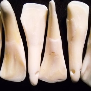 15 Real Bone Water Buffalo Teeth Taxidermy Genuine Tooth Bones Pendant ...