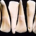 15 Real Bone Water Buffalo Teeth Taxidermy Genuine Tooth Bones Pendant ...