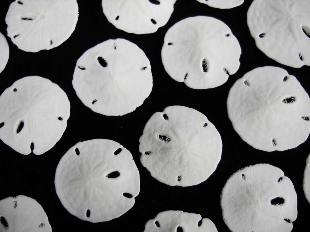 Multipack 1" Keyhole Sand Dollars "drilled" Ocean Beach Nautical Hawaii ...