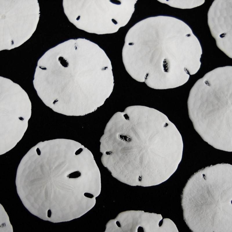 Sand Dollar Seashell - Etsy