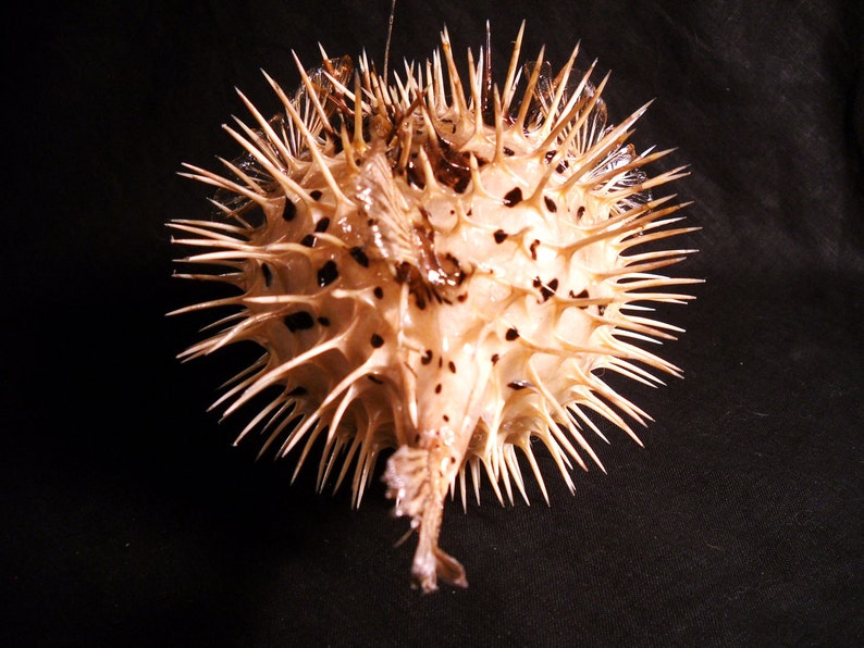 7-10 Taxidermy Puffer Fish Real Preserved Dried Large - Etsy Israel