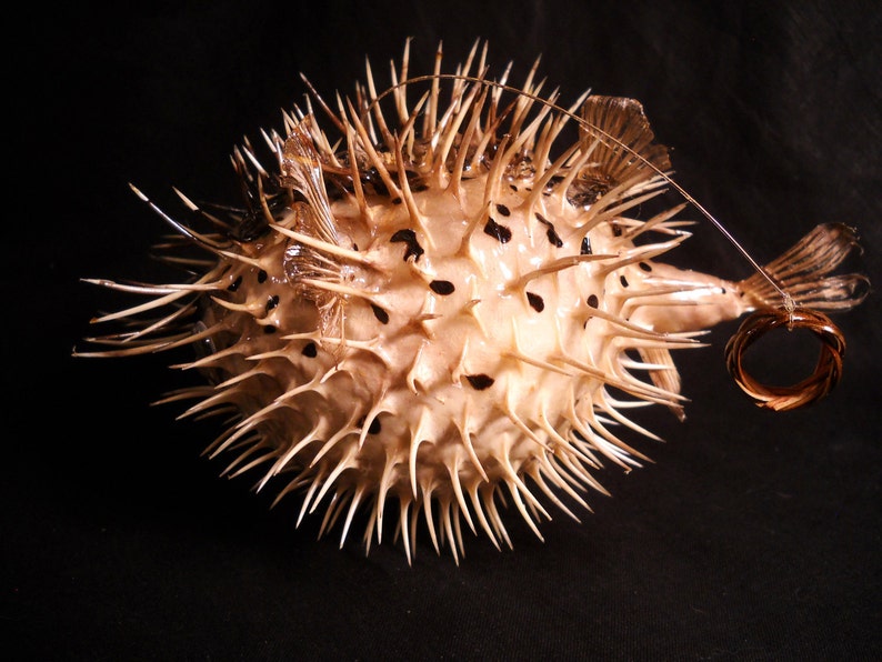 7-10 Taxidermy Puffer Fish Real Preserved Dried Large - Etsy Israel