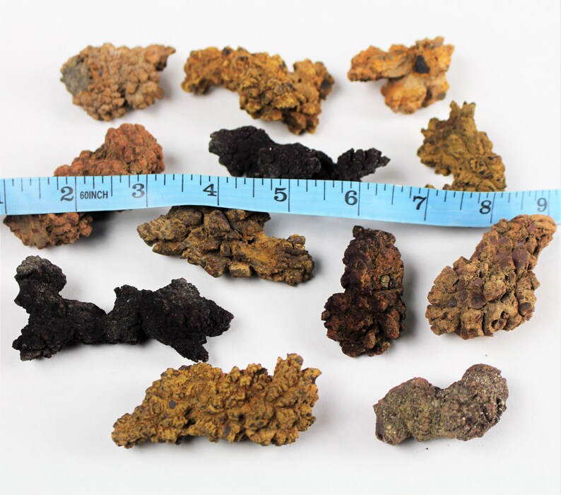 23 Fossil Poop Dinosaur Coprolite Natural Dino | Etsy