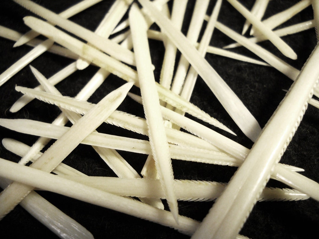 Multipack 1"-3" Stingray Barbs Real Bone Taxidermy Genuine Bones Tooth ...