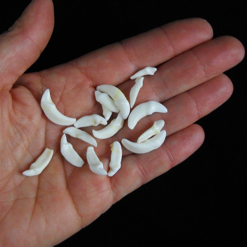 Multipack 1/23/4 Coyote Teeth Fangs Real Bone - Etsy