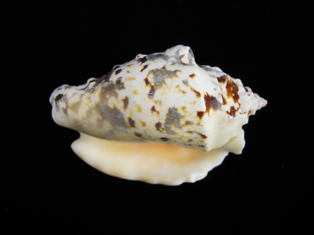 Multipack 3" Silver Conch Shell Seashell Ocean Beach Nautical Hawaii ...