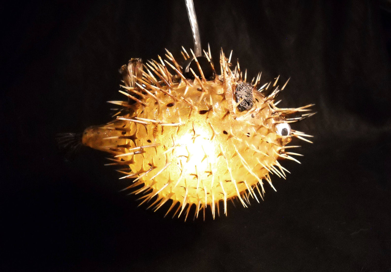 7-10" Hanging Light Puffer Fish Real Blowfish Lamp Taxidermy Animal ...