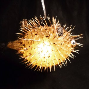 7-10" Hanging Light Puffer Fish Real Blowfish Lamp Taxidermy Animal ...
