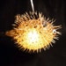 7-10 Hanging Light Puffer Fish Real Blowfish Lamp - Etsy