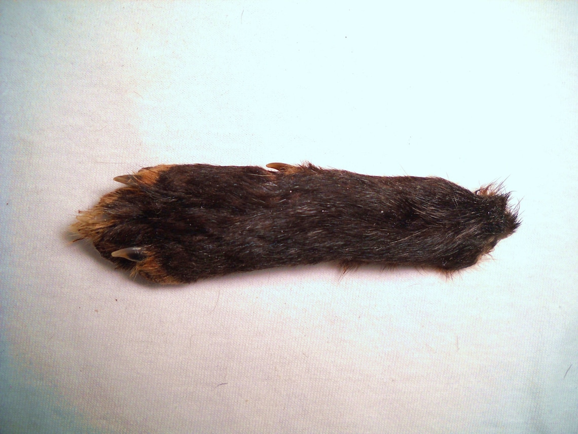 Real Red Fox Foot Paw Taxidermy Small Bones Claws and Skin - Etsy