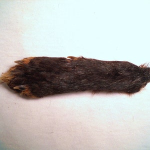 Real Red Fox Foot Paw Taxidermy Small Bones, Claws, and Skin - Etsy