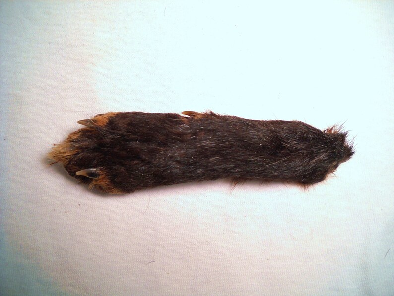 Real Red Fox Foot Paw Taxidermy Small Bones Claws and Skin - Etsy