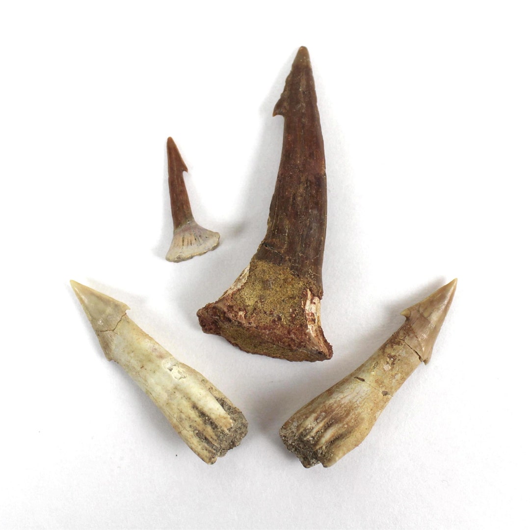 1 to 4 Inch Fossil Shark Sawfish Rostrum Tooth Denticles Natural ...