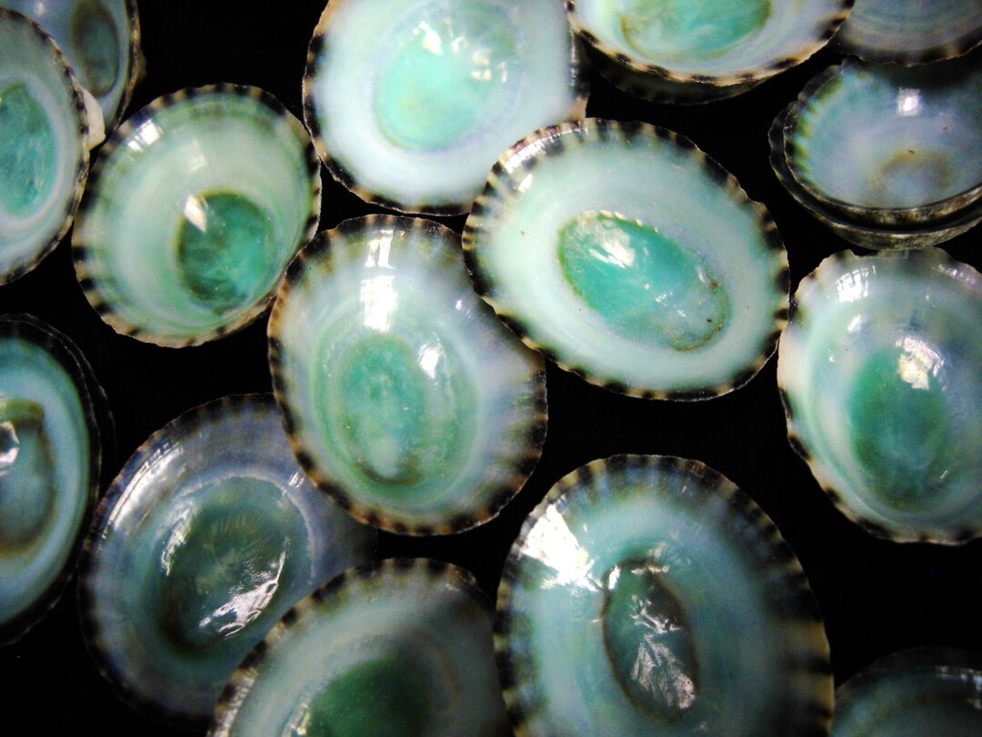 Multipack .5"-1" Green Limpet Shells Seashell Ocean Beach Nautical ...